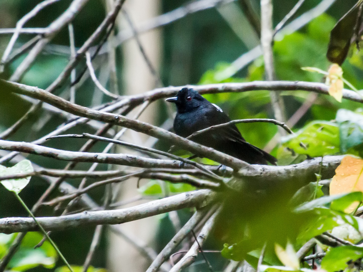 Fringe-backed Fire-eye - eBird