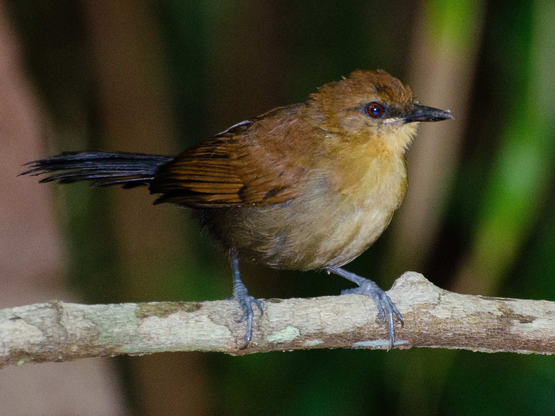 Fringe-backed Fire-eye - eBird