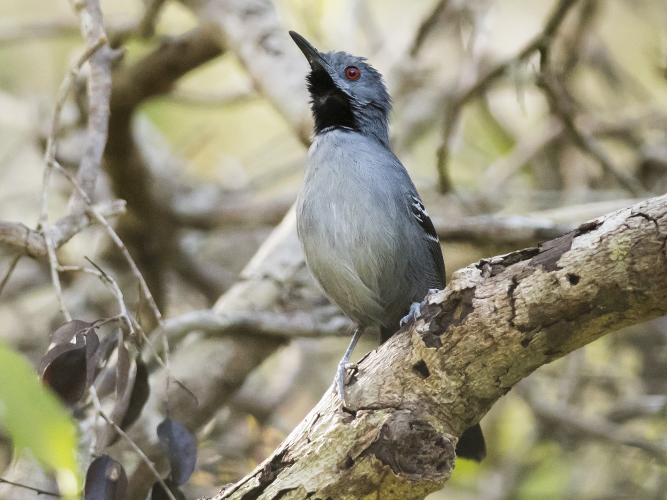 Hormiguero Esbelto - eBird