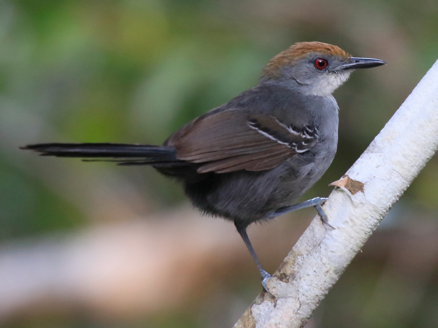 Slender Antbird - eBird