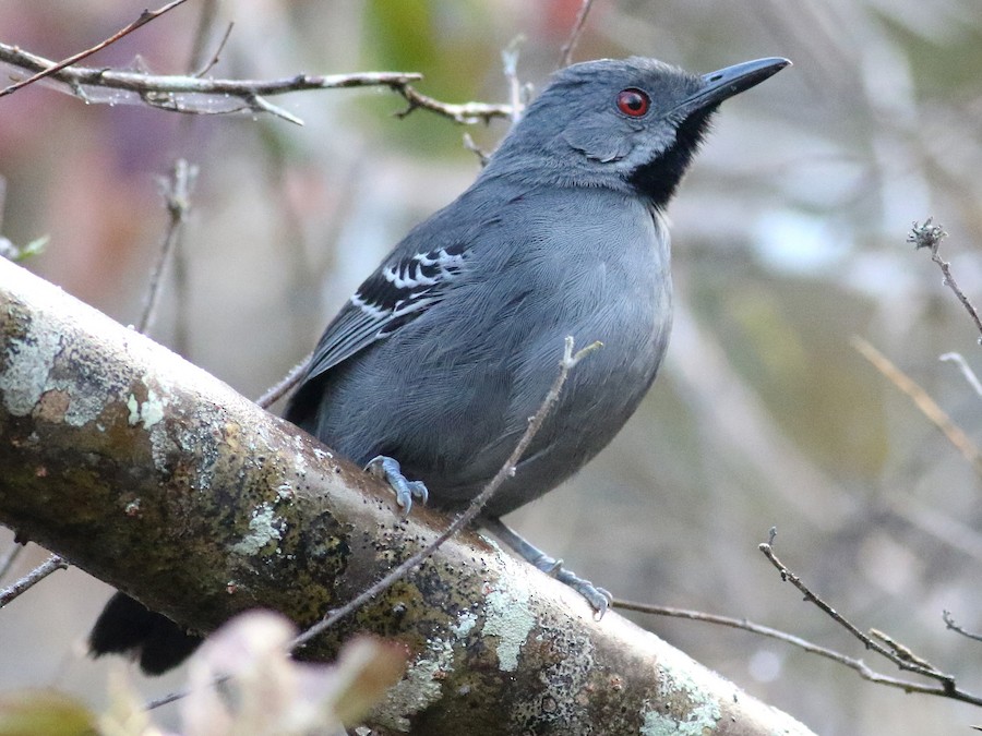 Slender Antbird - eBird