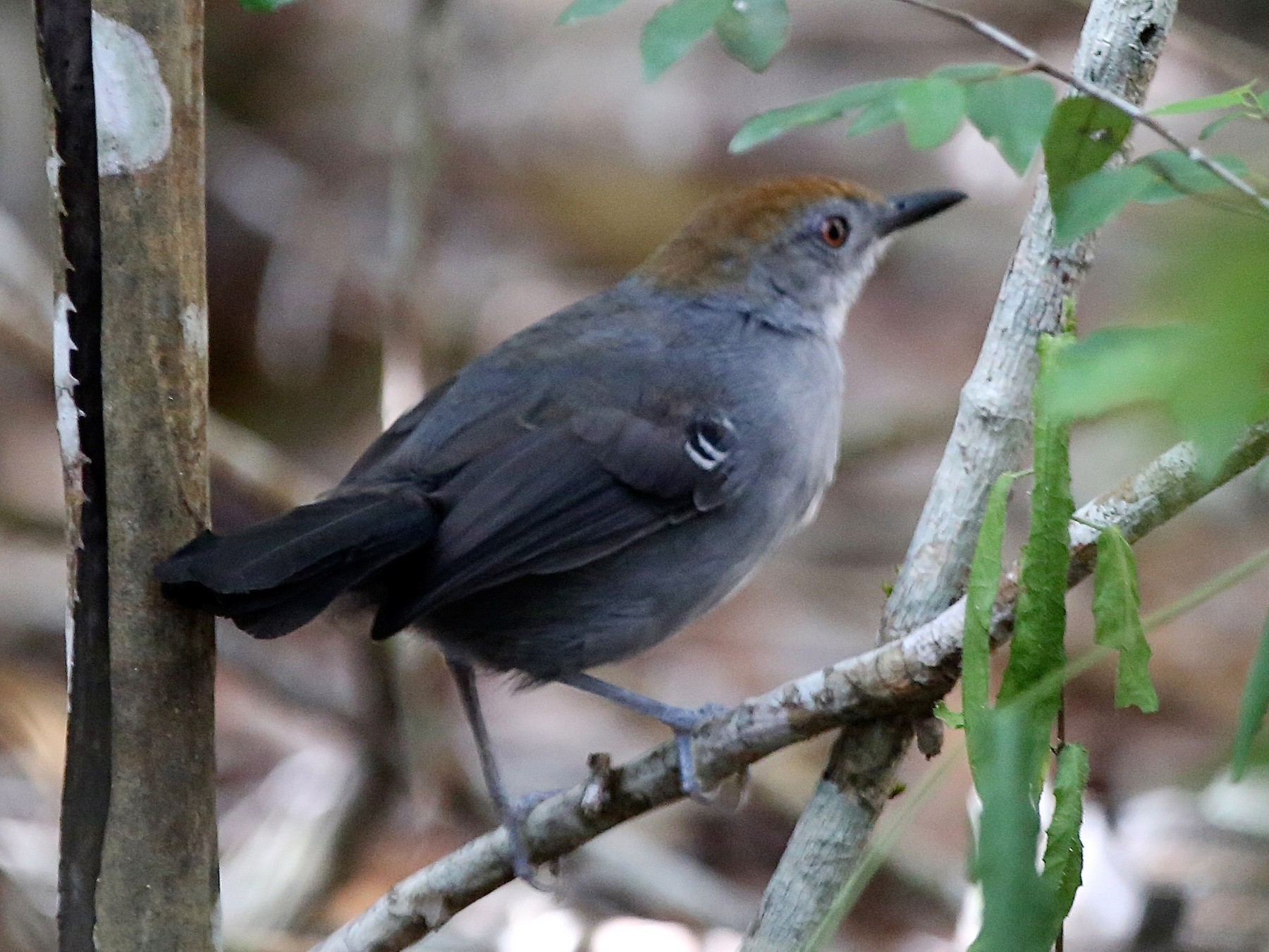 Slender Antbird - eBird
