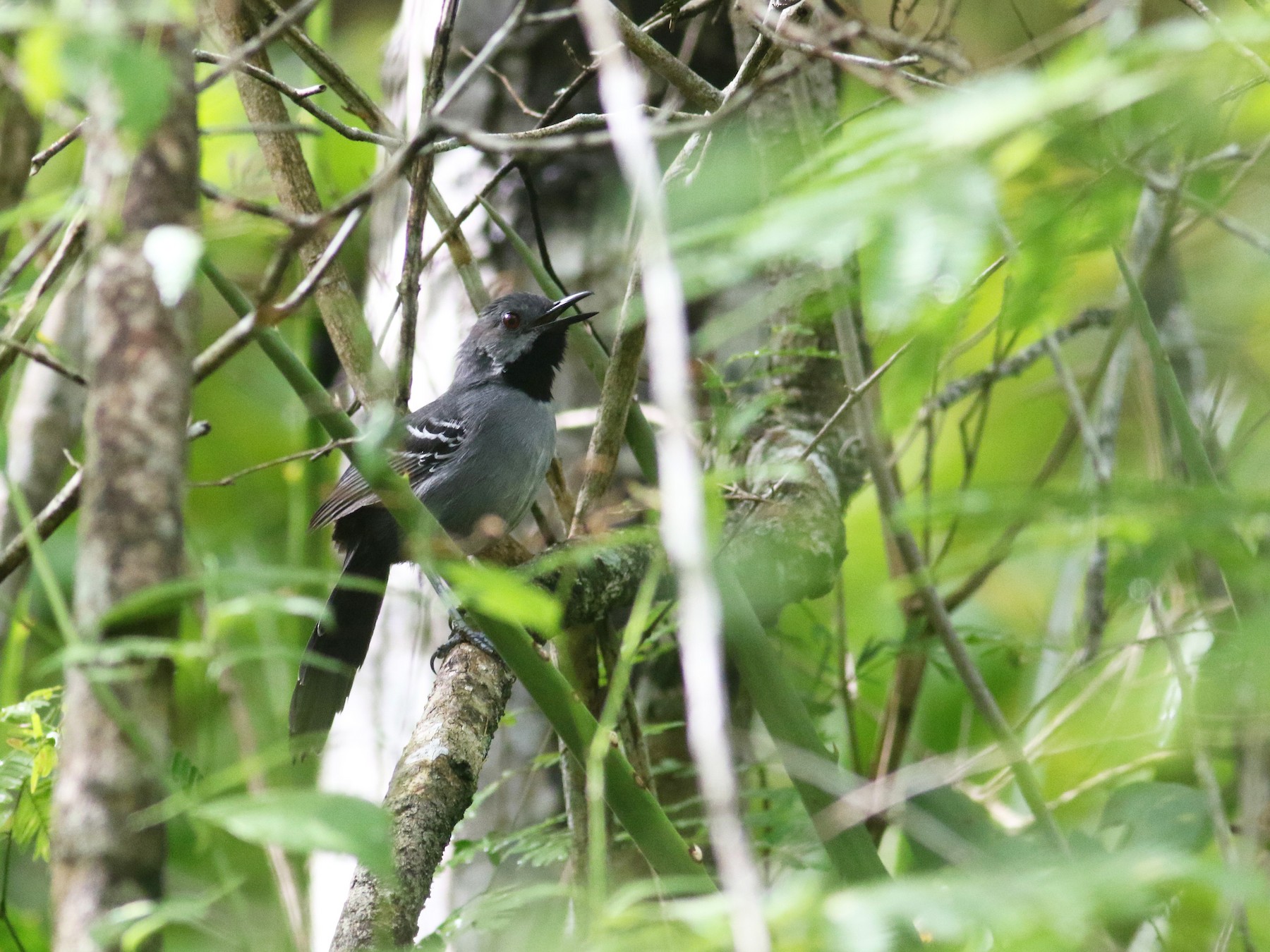 Hormiguero Esbelto - eBird