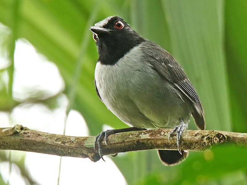 Ash-breasted Antbird - eBird