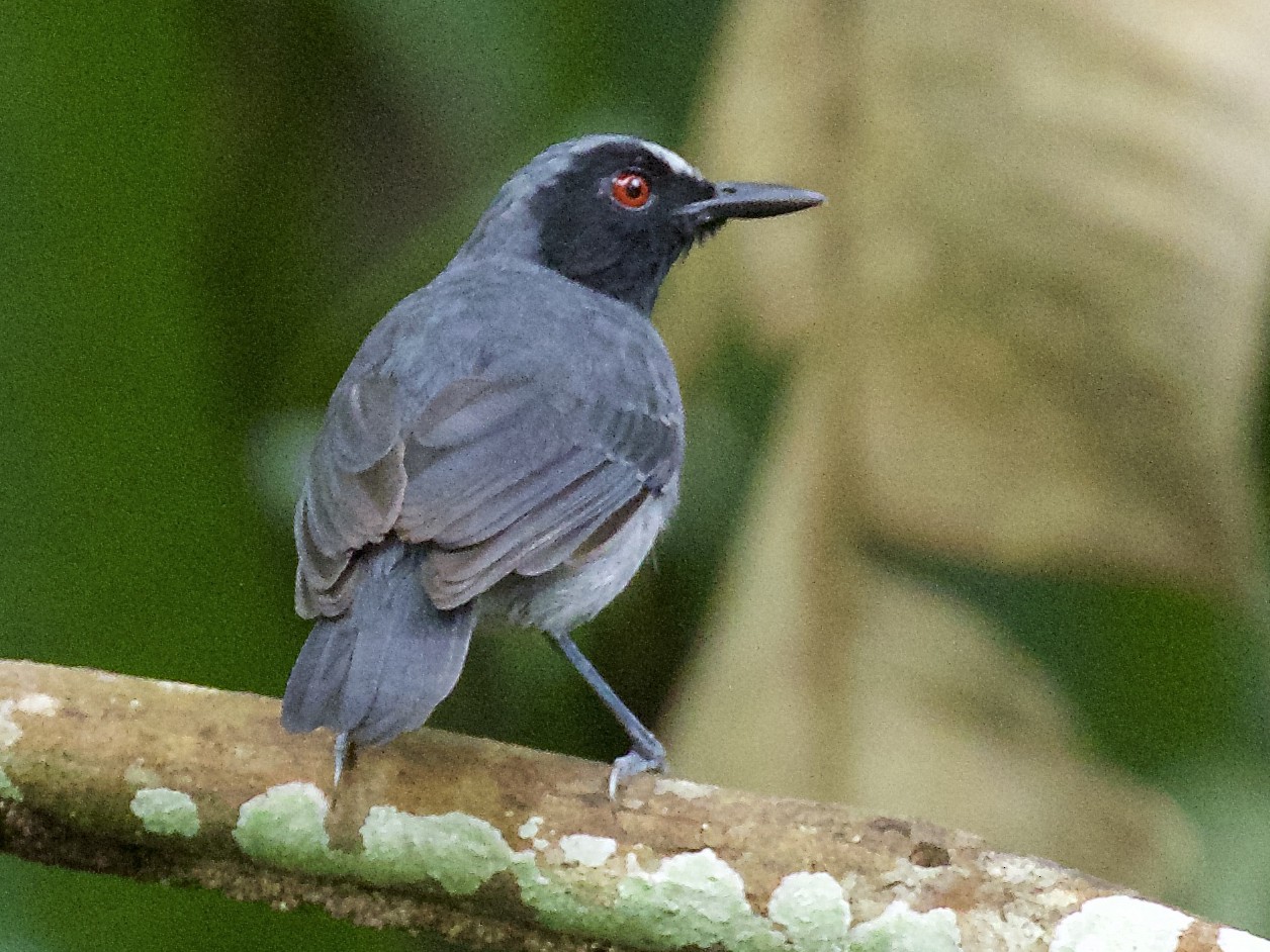 Ash-breasted Antbird - eBird