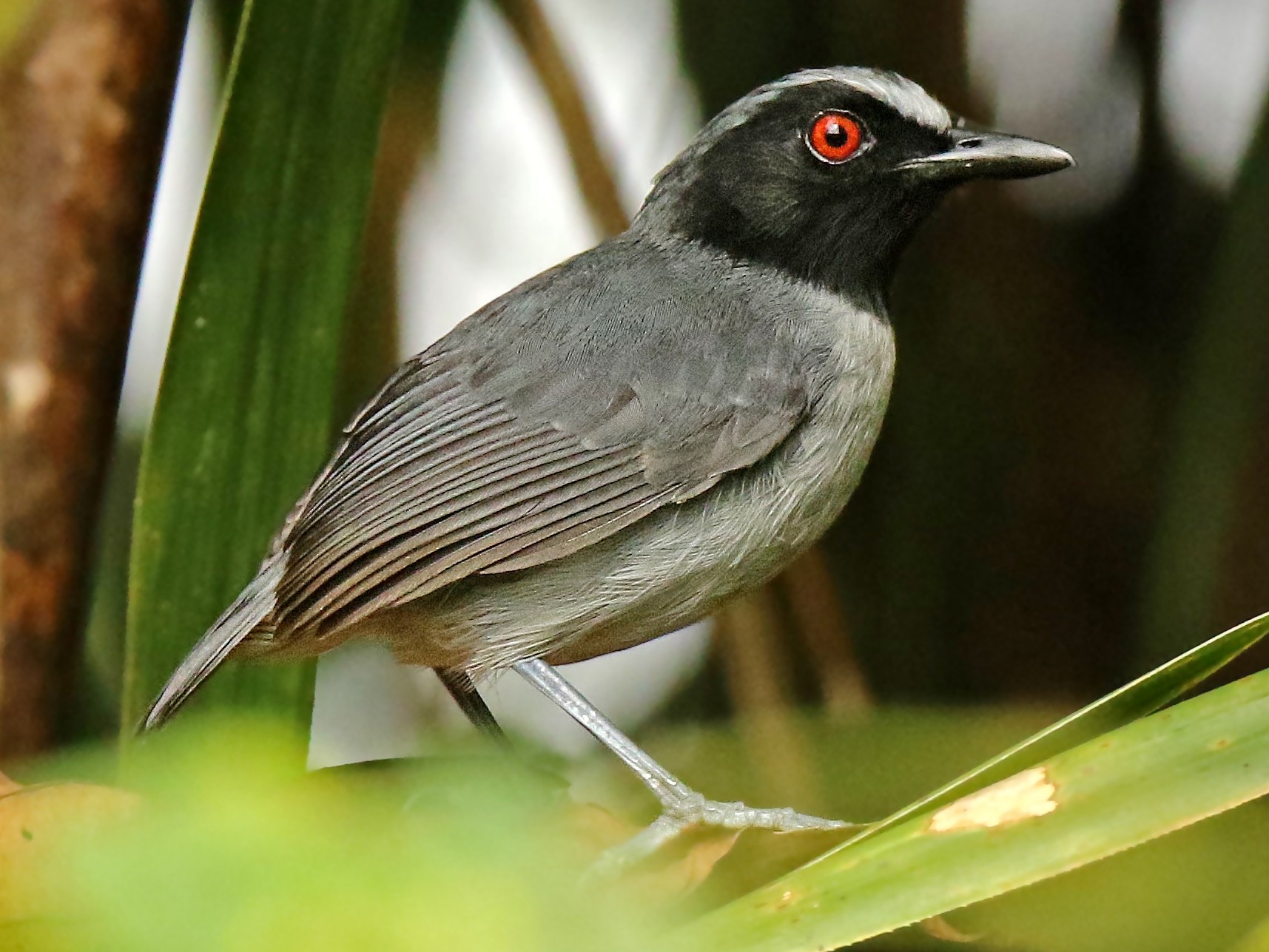 Ash-breasted Antbird - eBird