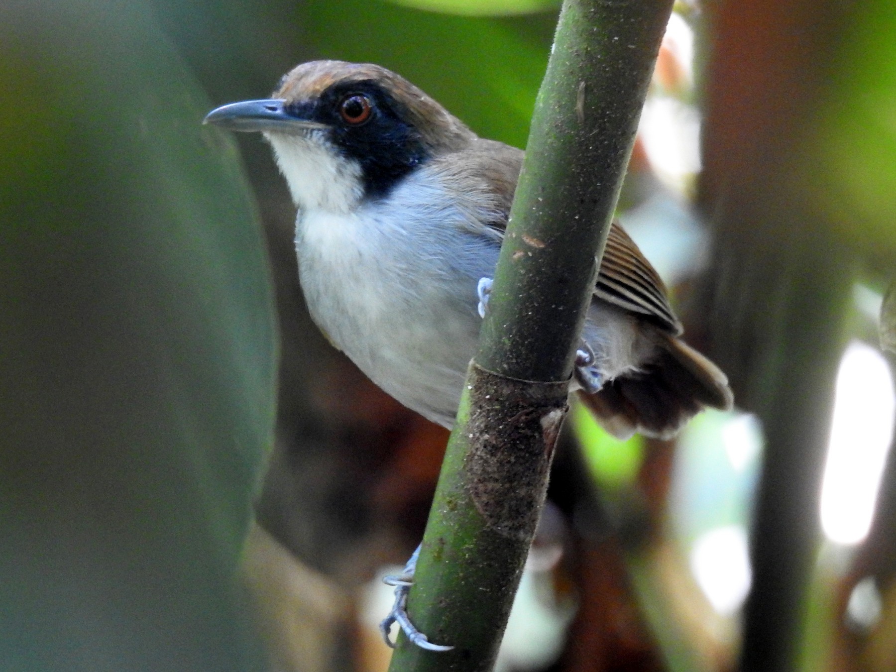 Ash-breasted Antbird - eBird
