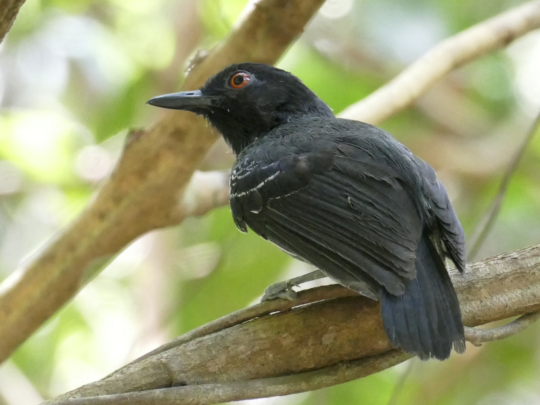 Black-tailed Antbird - eBird