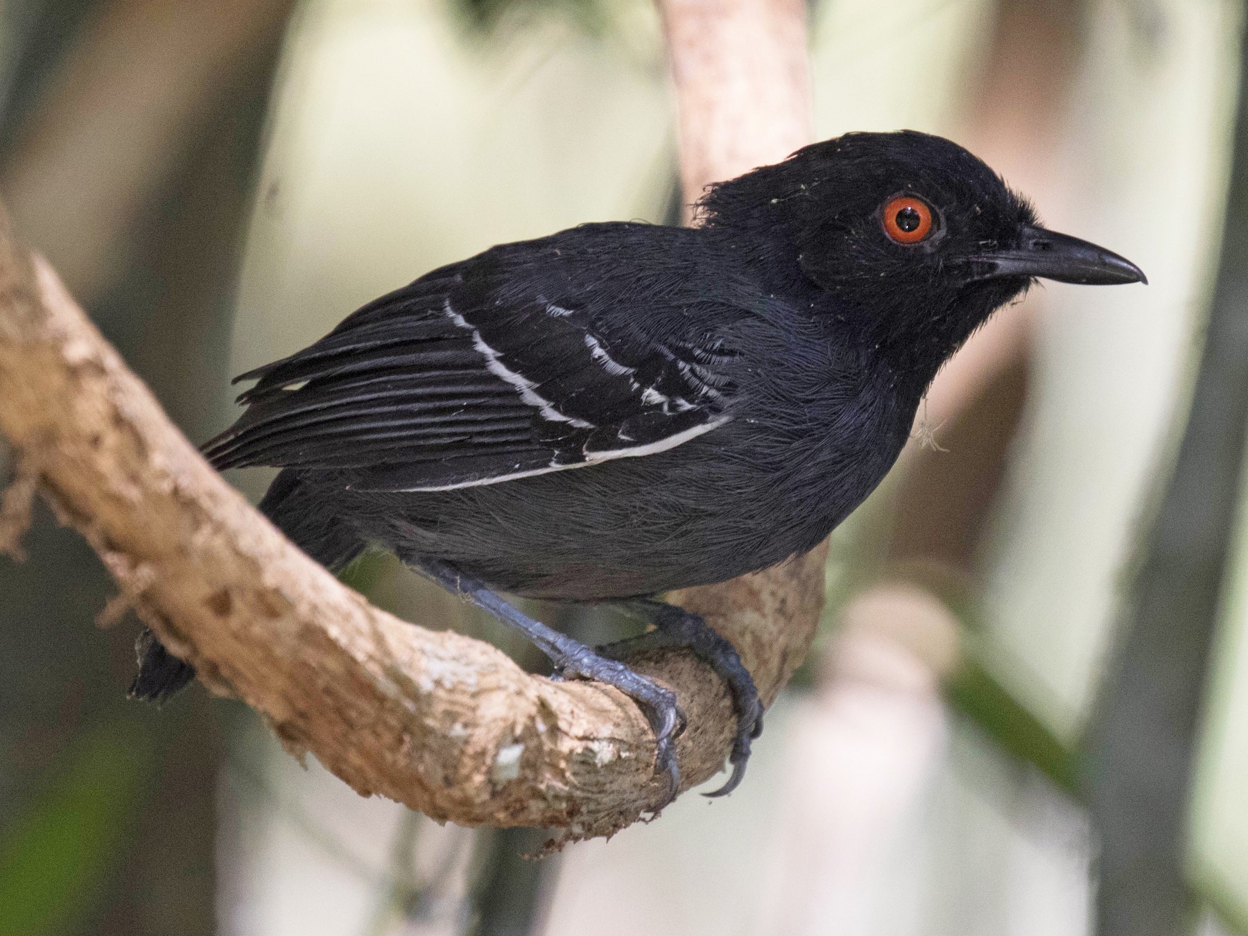 Black-tailed Antbird - eBird