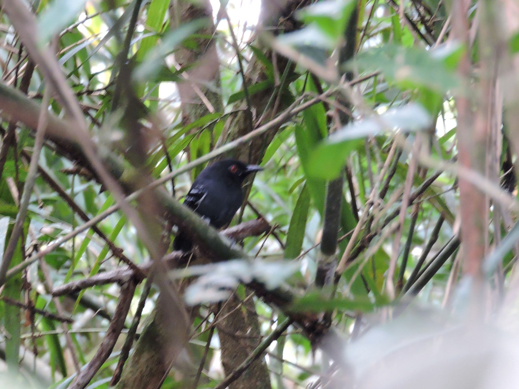 Black-tailed Antbird - eBird