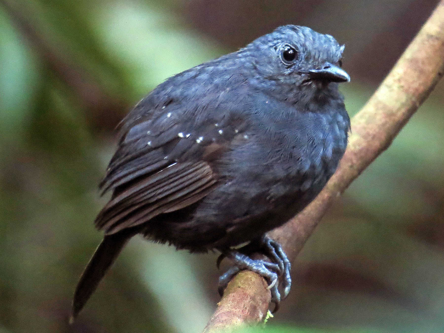 Slate-colored Antbird - eBird