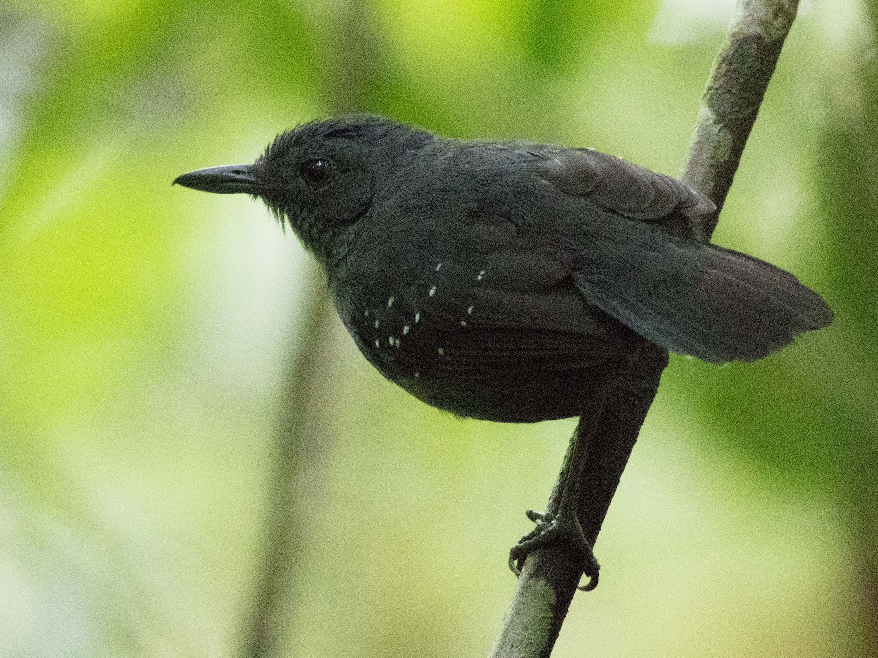 Spot-winged Antbird - eBird
