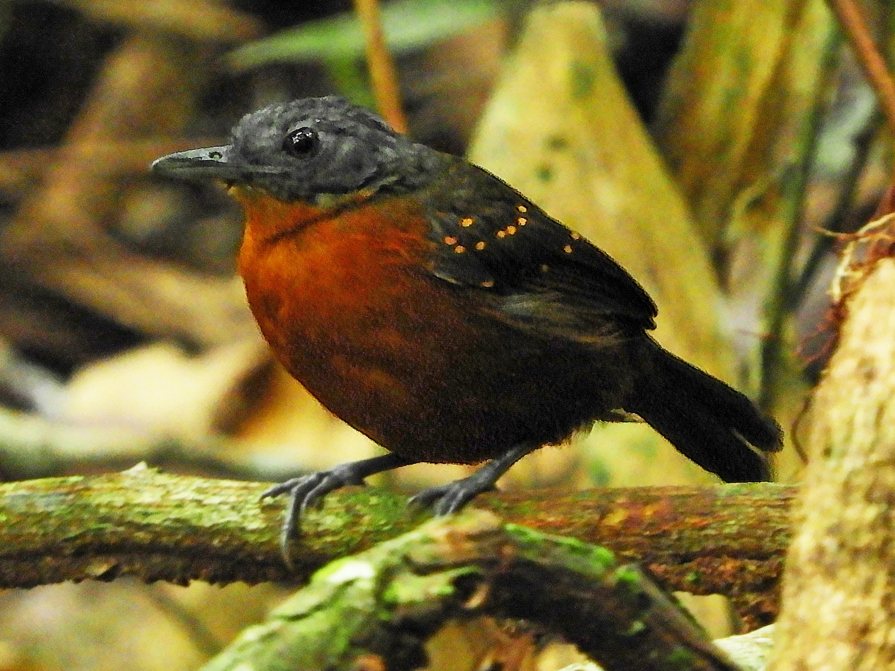 Spot-winged Antbird - eBird