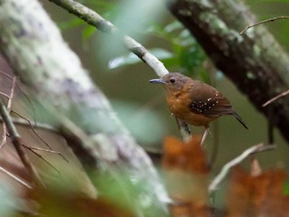 Rufous-faced Antbird - eBird