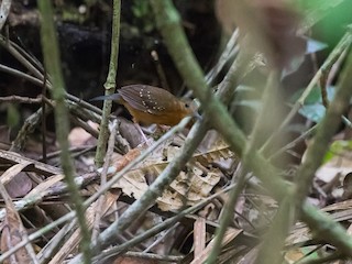 Rufous-faced Antbird - eBird