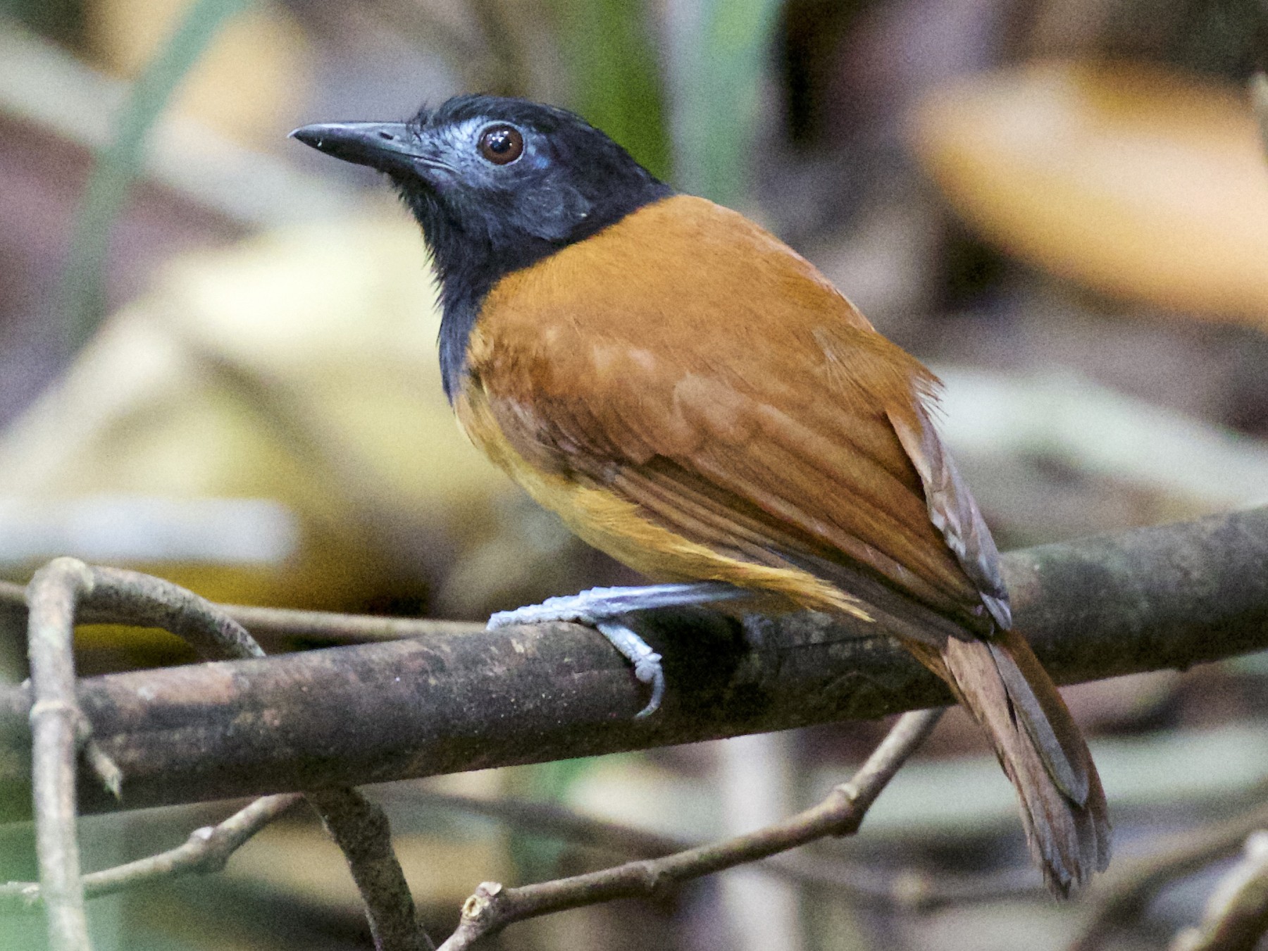 White-shouldered Antbird - eBird