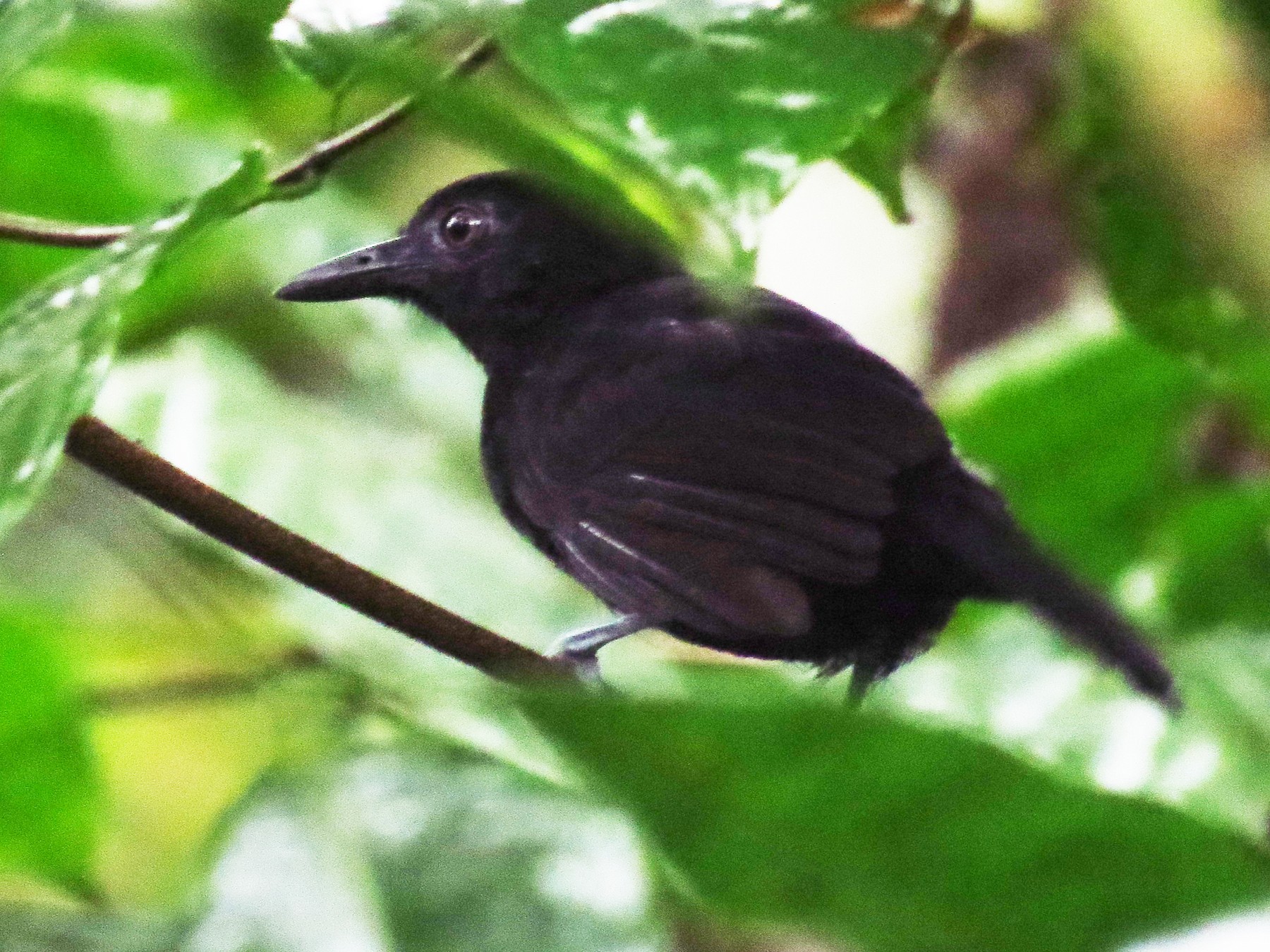 White-shouldered Antbird - eBird