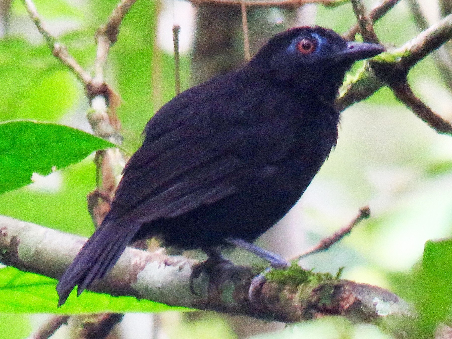 White-shouldered Antbird - eBird