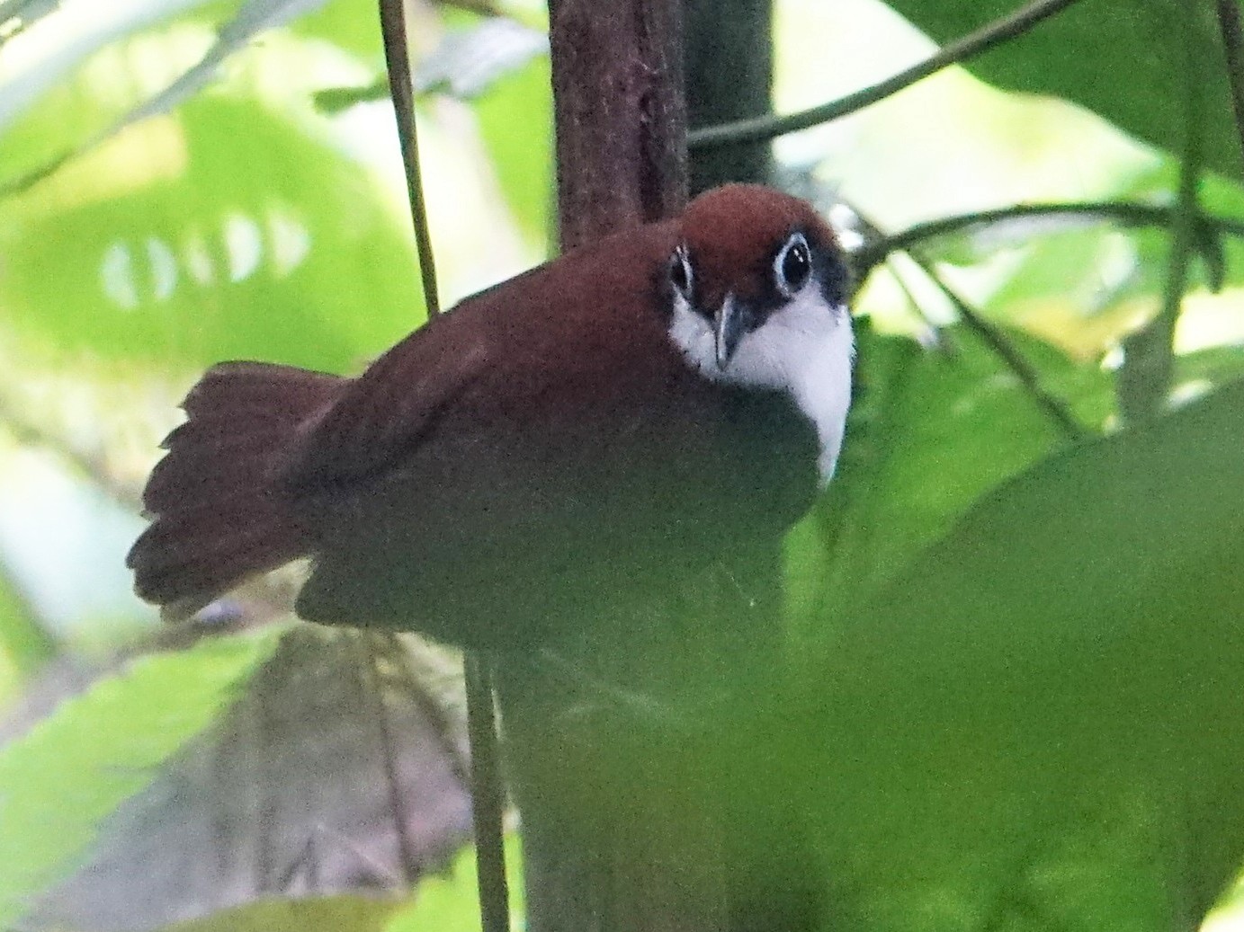 White-cheeked Antbird - eBird