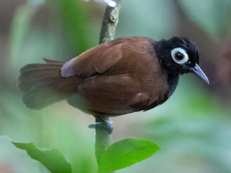 Bare-eyed Antbird - eBird
