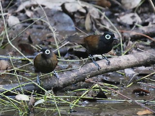 Bare-eyed Antbird - eBird
