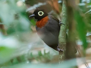 Harlequin Antbird - eBird