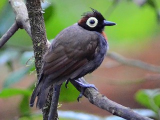 Harlequin Antbird - eBird