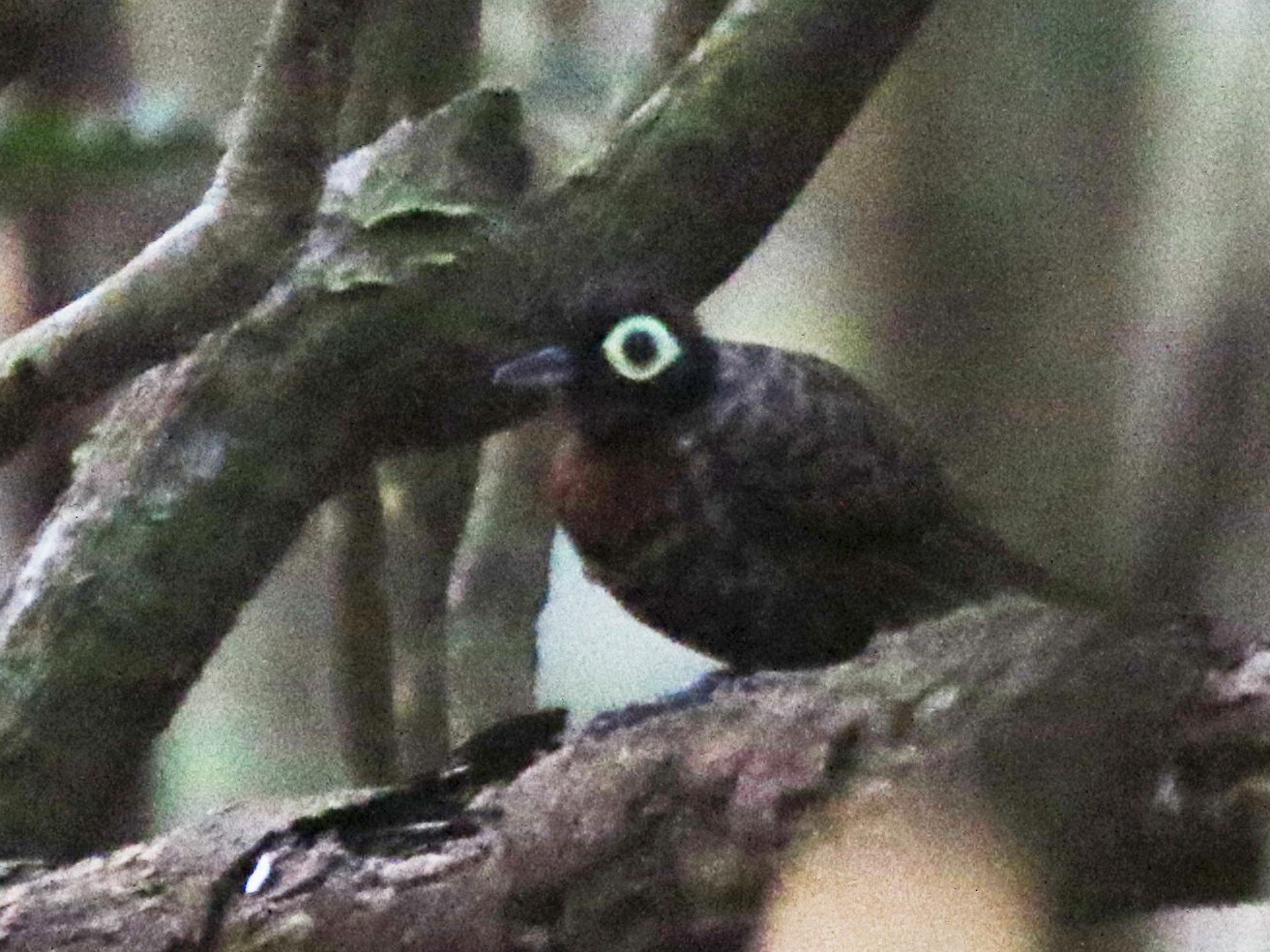 Harlequin Antbird - eBird