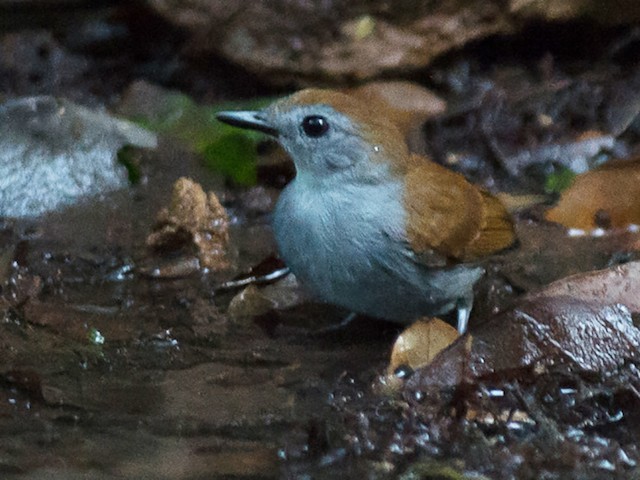 Photos - Xingu Scale-backed Antbird - Willisornis vidua - Birds of the ...