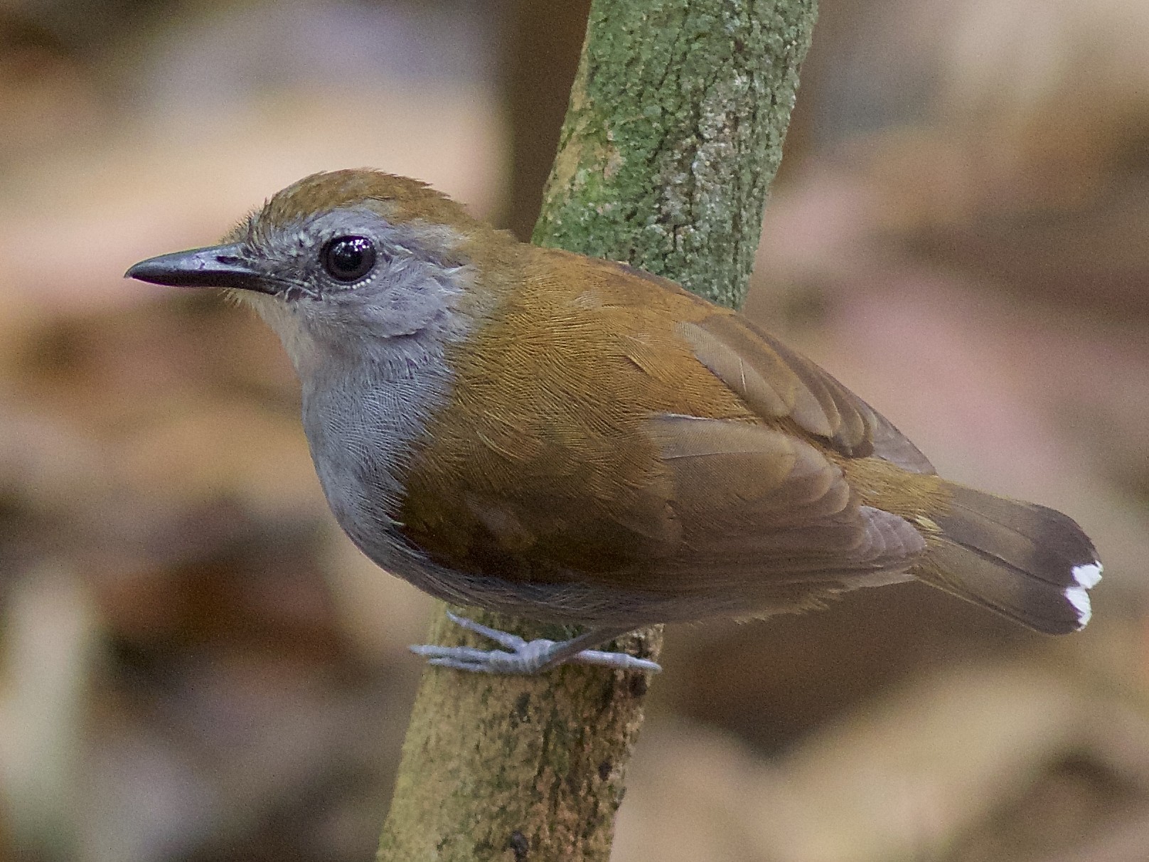 Xingu Scale-backed Antbird - eBird