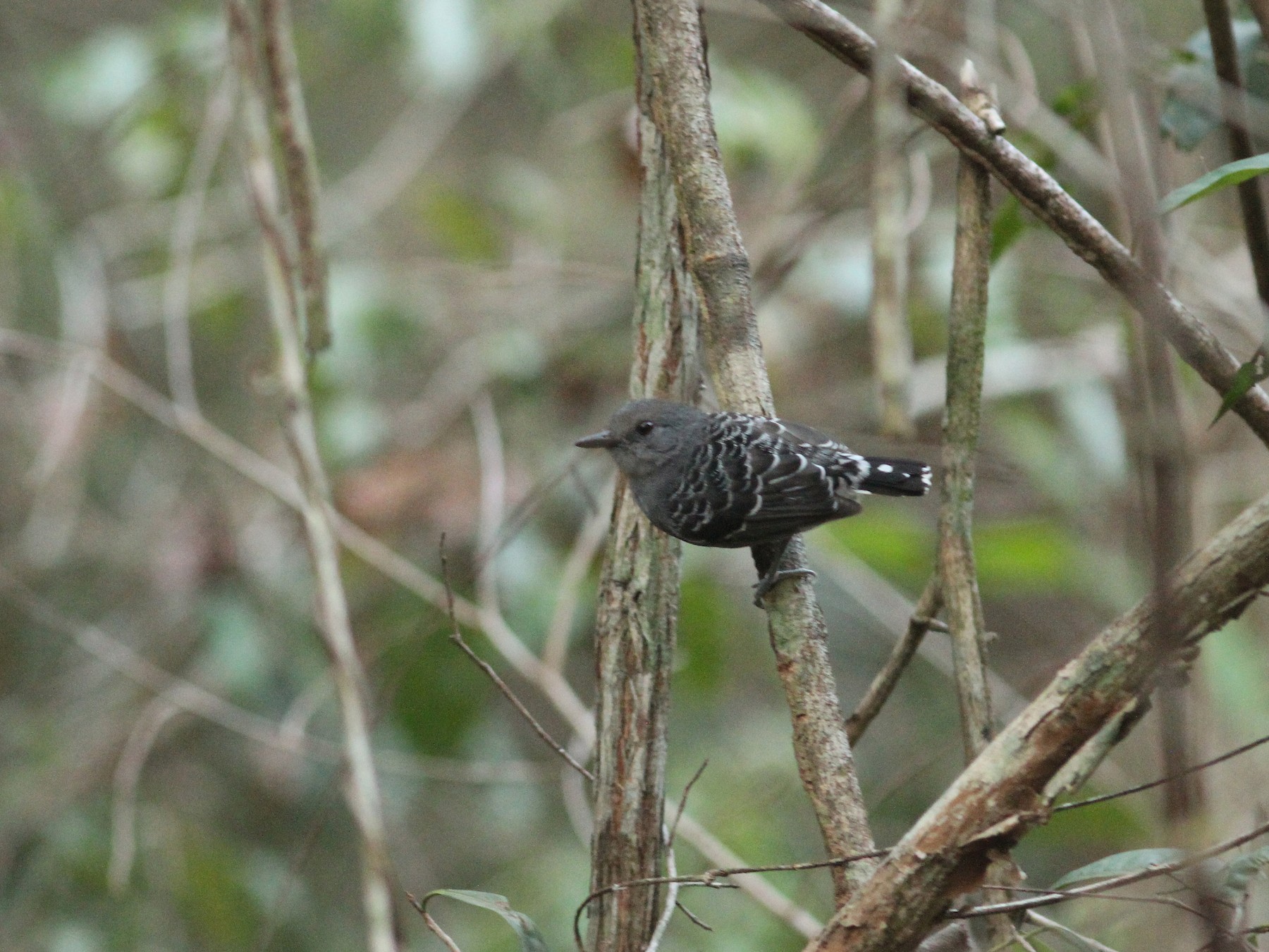 Xingu Scale-backed Antbird - eBird