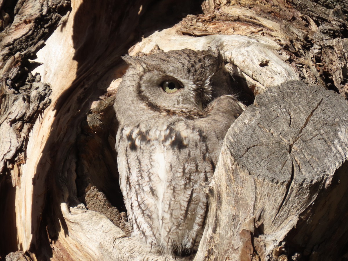 eBird Checklist - 15 Oct 2019 - Ketring Park and Lake - 1 species