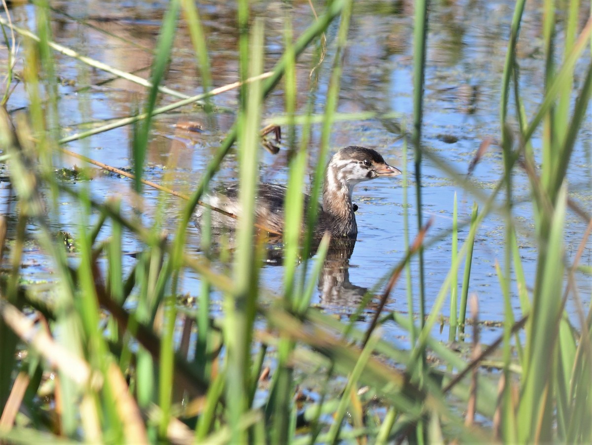 eBird Checklist - 14 Oct 2019 - Marsh Duck WMA - 7 species