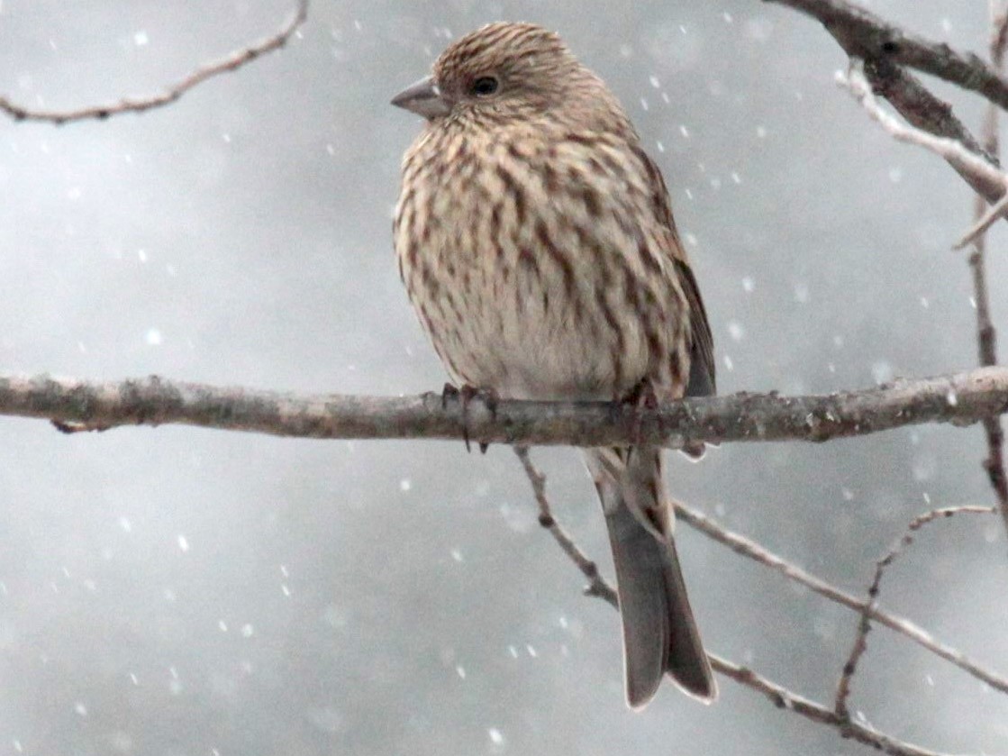 Pink-rumped Rosefinch - eBird