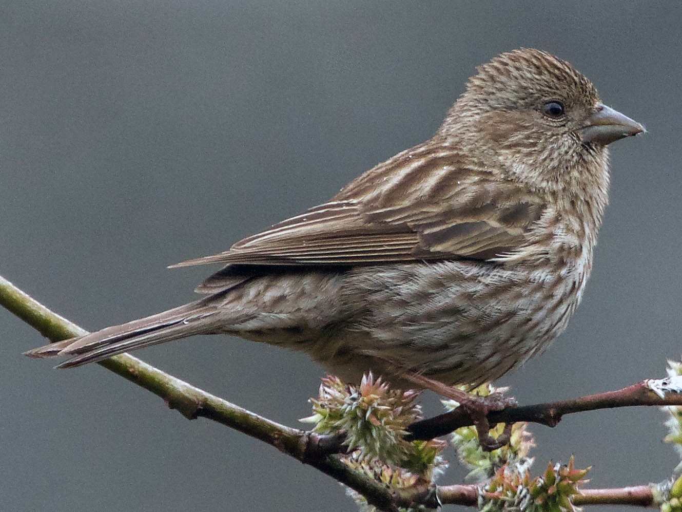 Pink-rumped Rosefinch - eBird