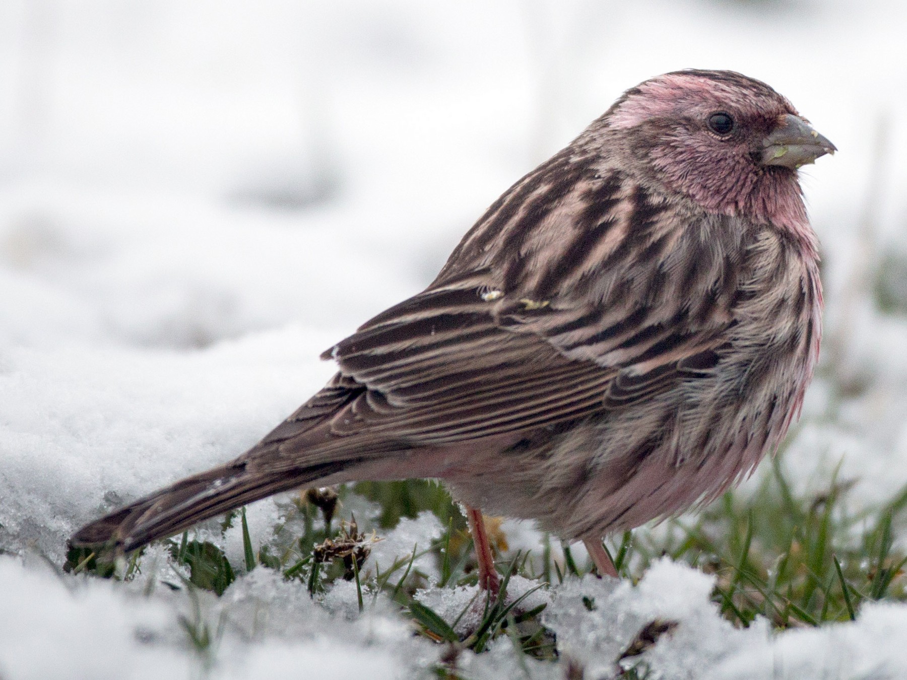 Pink-rumped Rosefinch - eBird