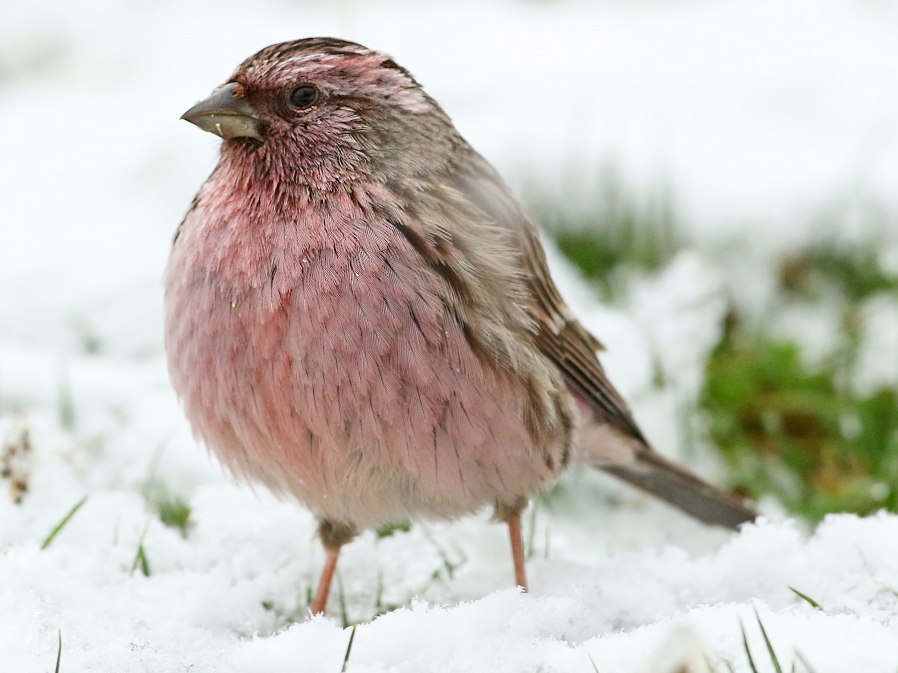 Pink-rumped Rosefinch - eBird