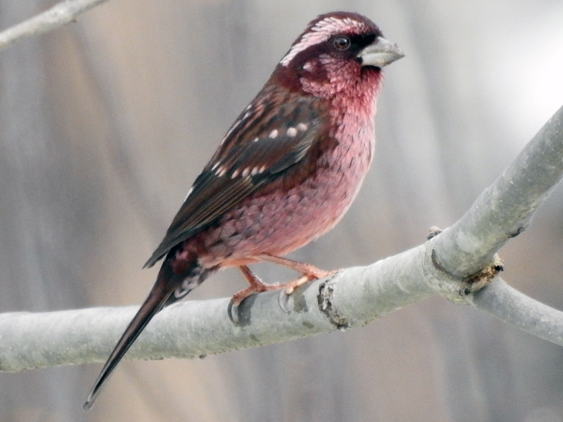 Spot-winged Rosefinch - eBird