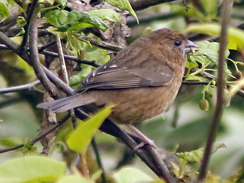 Vinaceous Rosefinch - eBird