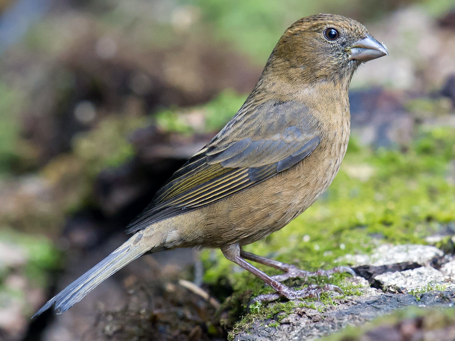 Vinaceous Rosefinch - eBird