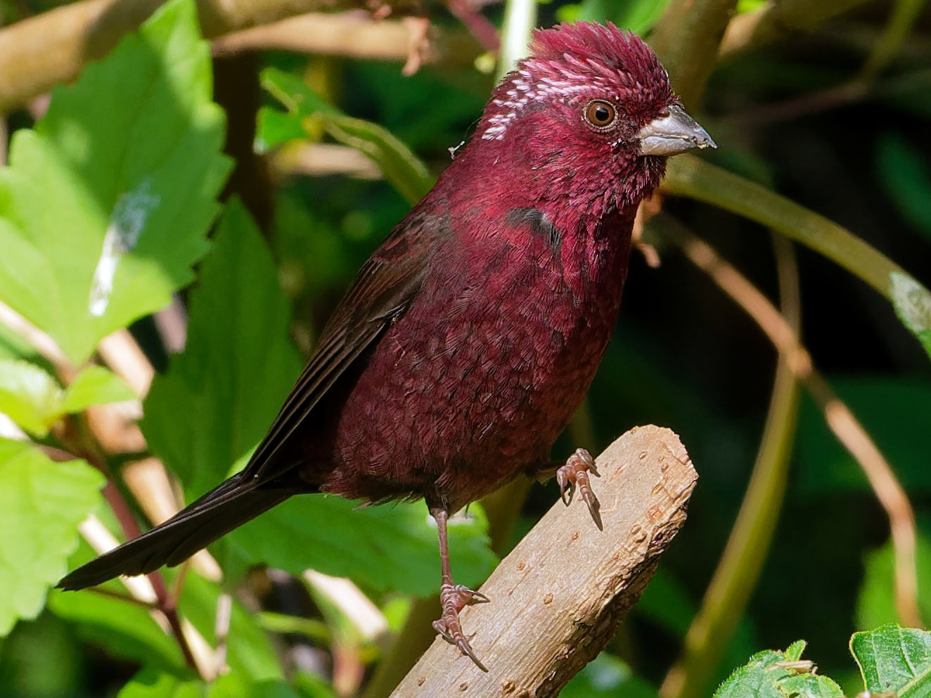 Vinaceous Rosefinch - eBird