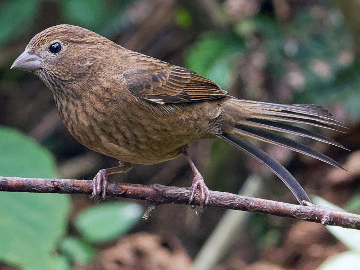 Vinaceous Rosefinch - eBird