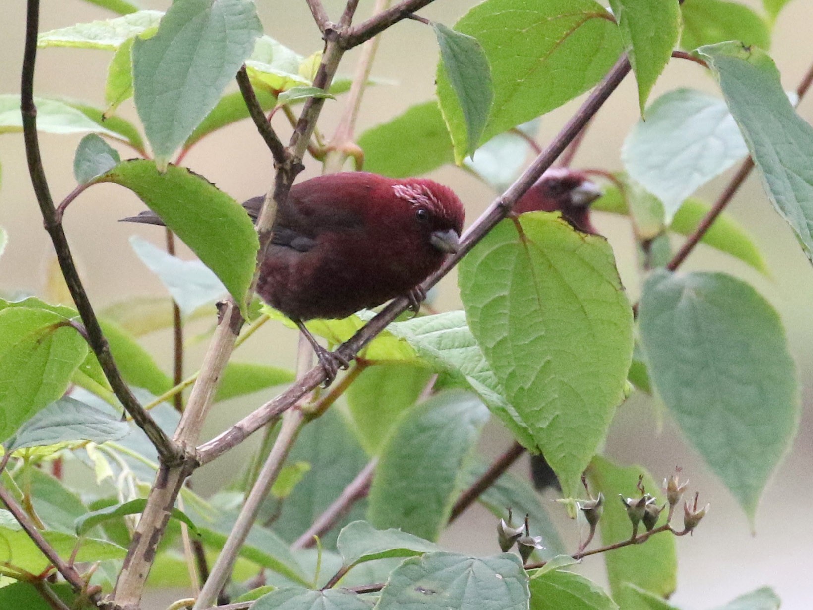 Vinaceous Rosefinch - eBird