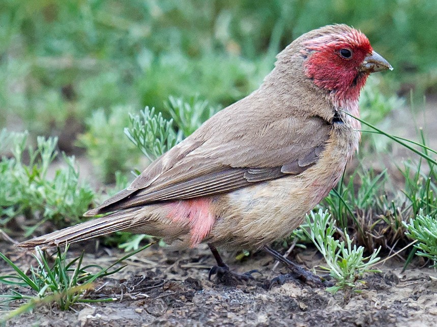 Pale Rosefinch - eBird