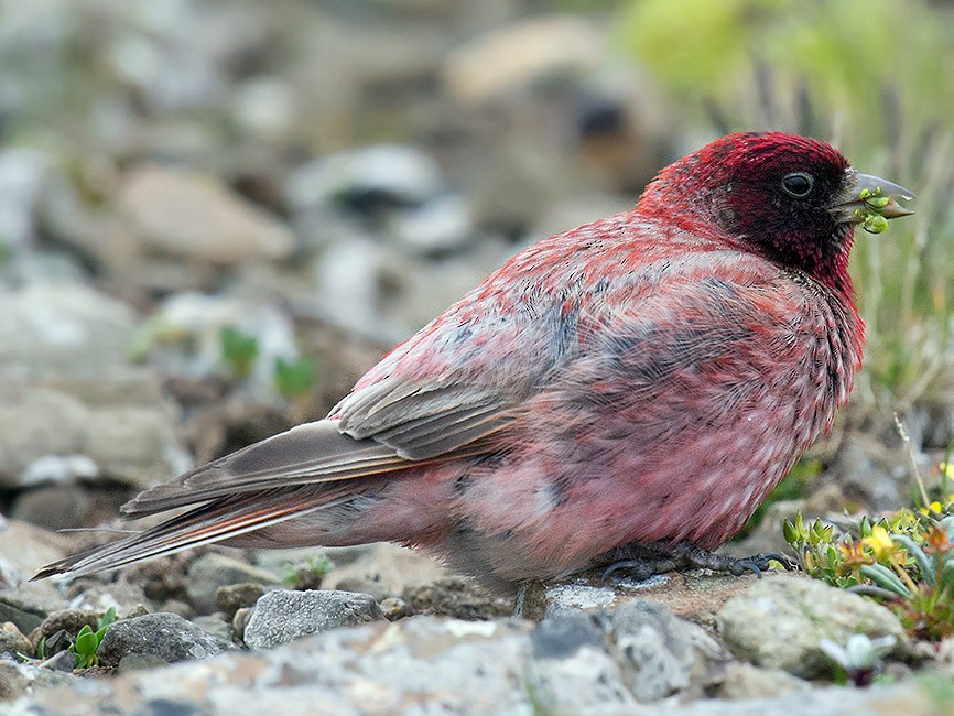Tibetan Rosefinch - eBird