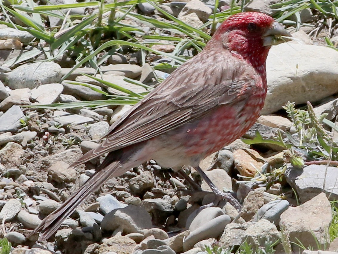 Streaked Rosefinch - eBird