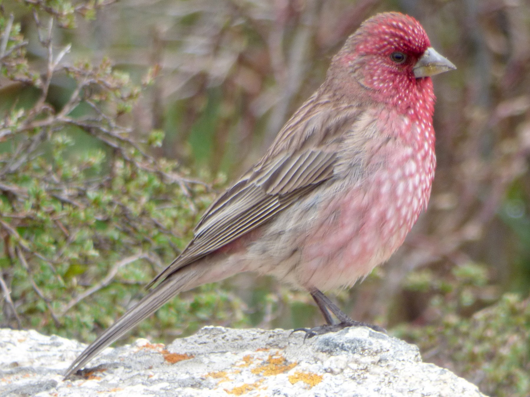 Streaked Rosefinch - eBird