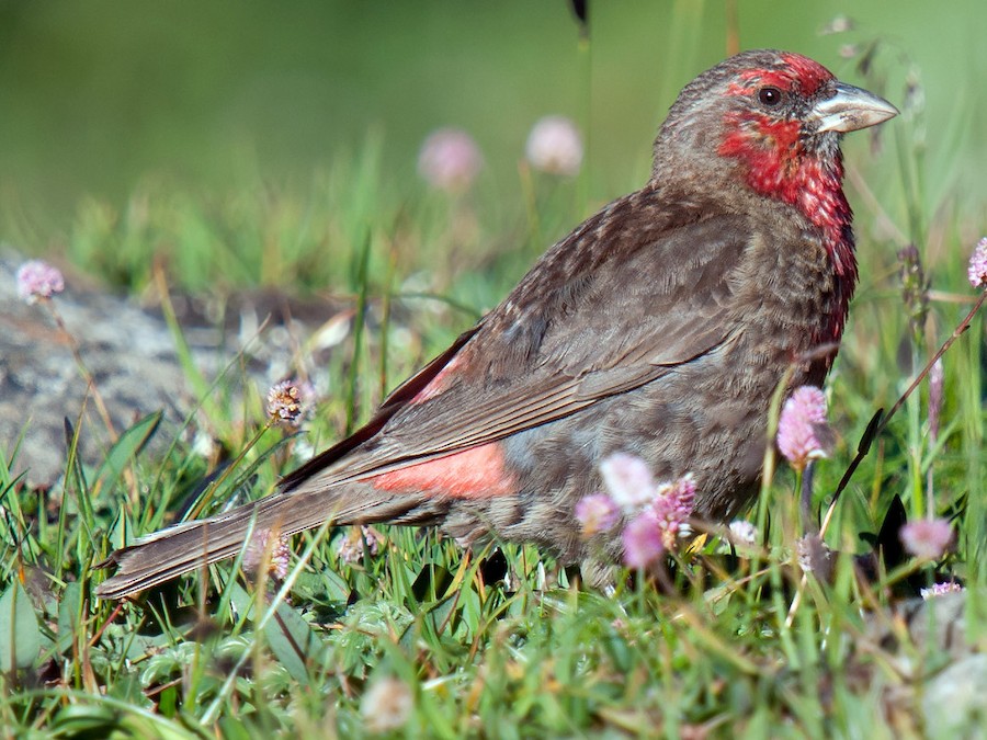 Red-fronted Rosefinch - eBird