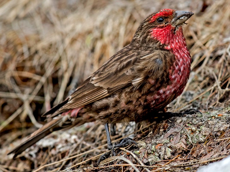 Red-fronted Rosefinch - eBird