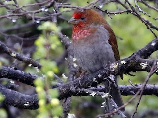 Crimson-browed Finch - eBird